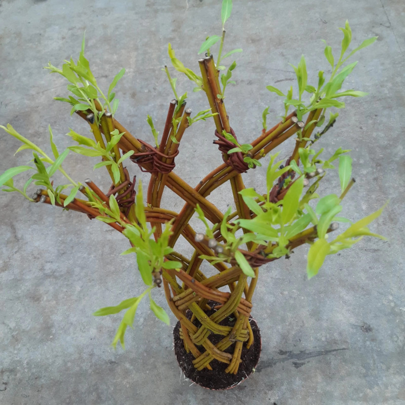 Wierzba pleciona jasna (Salix alba x purpurea), w poj. 4l